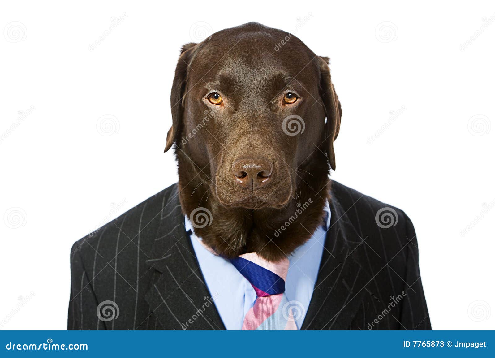 Business Labrador in Suit stock image. Image of labrador - 7765873