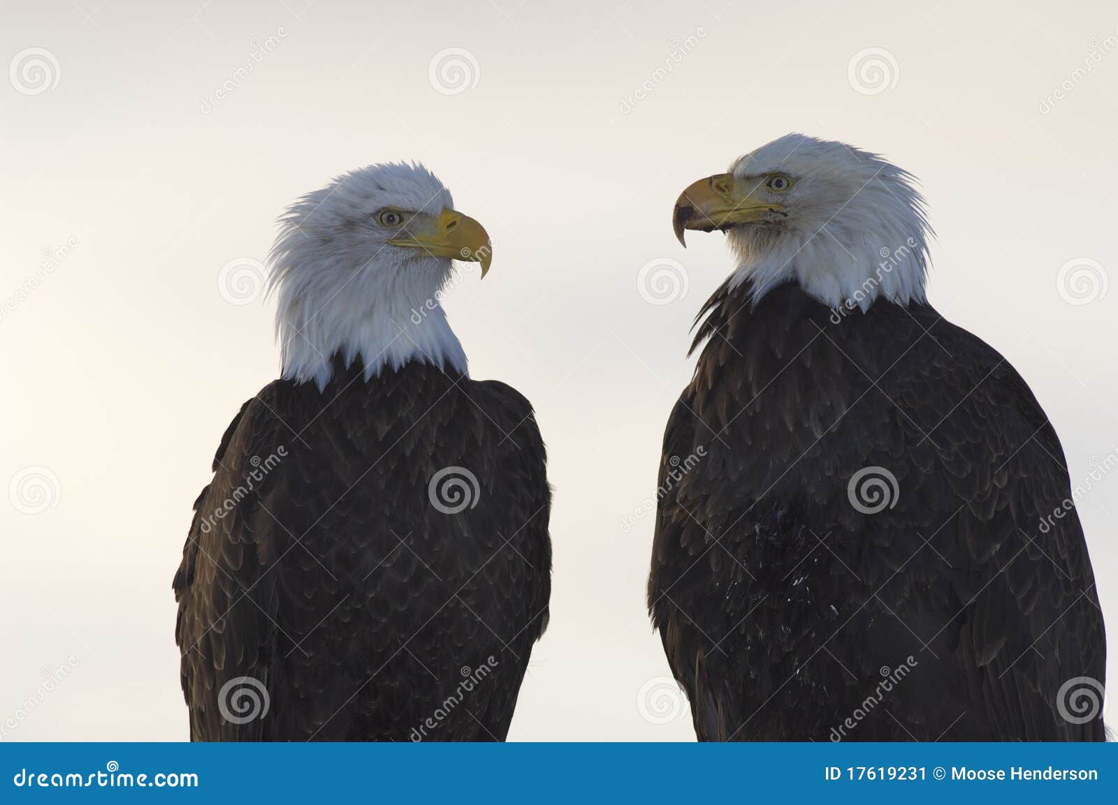 Business Meeting between Two Eagles Stock Image - Image of american ... Business Meeting between Two Eagles Stock Image - Image of american ...
