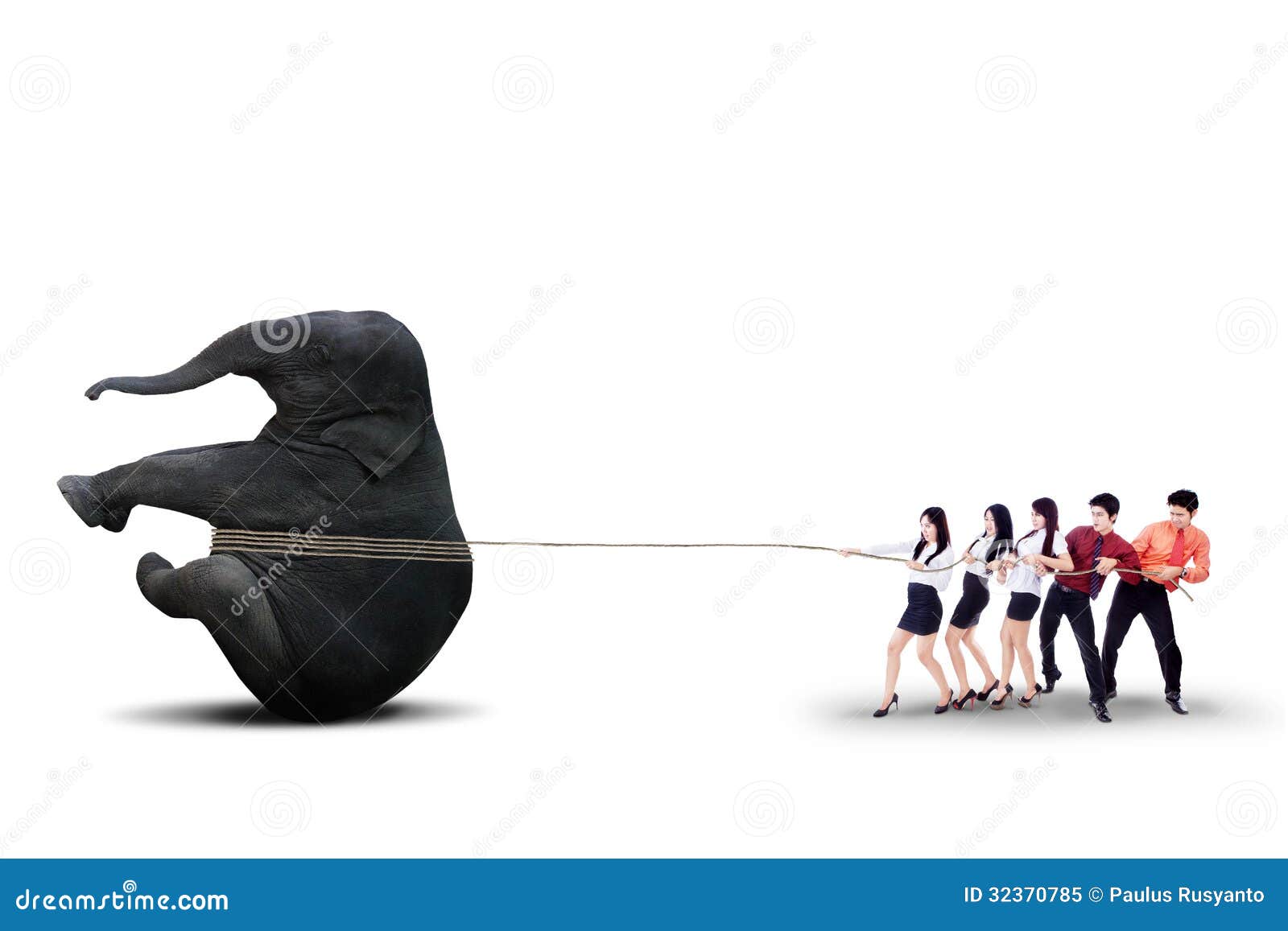 Business Teamwork Pulling Elephant Together - Isolated Stock Image ...
