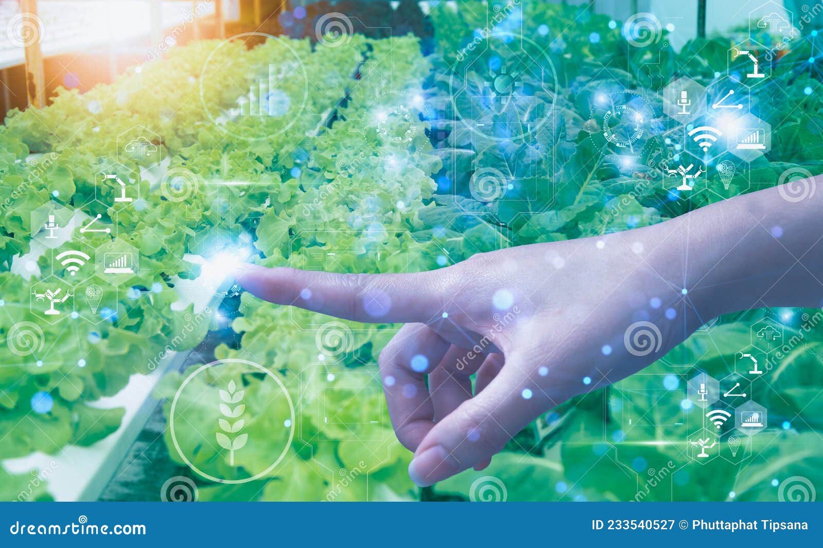 Business Woman Use Visual Screen Interface,rice Fields Production ...