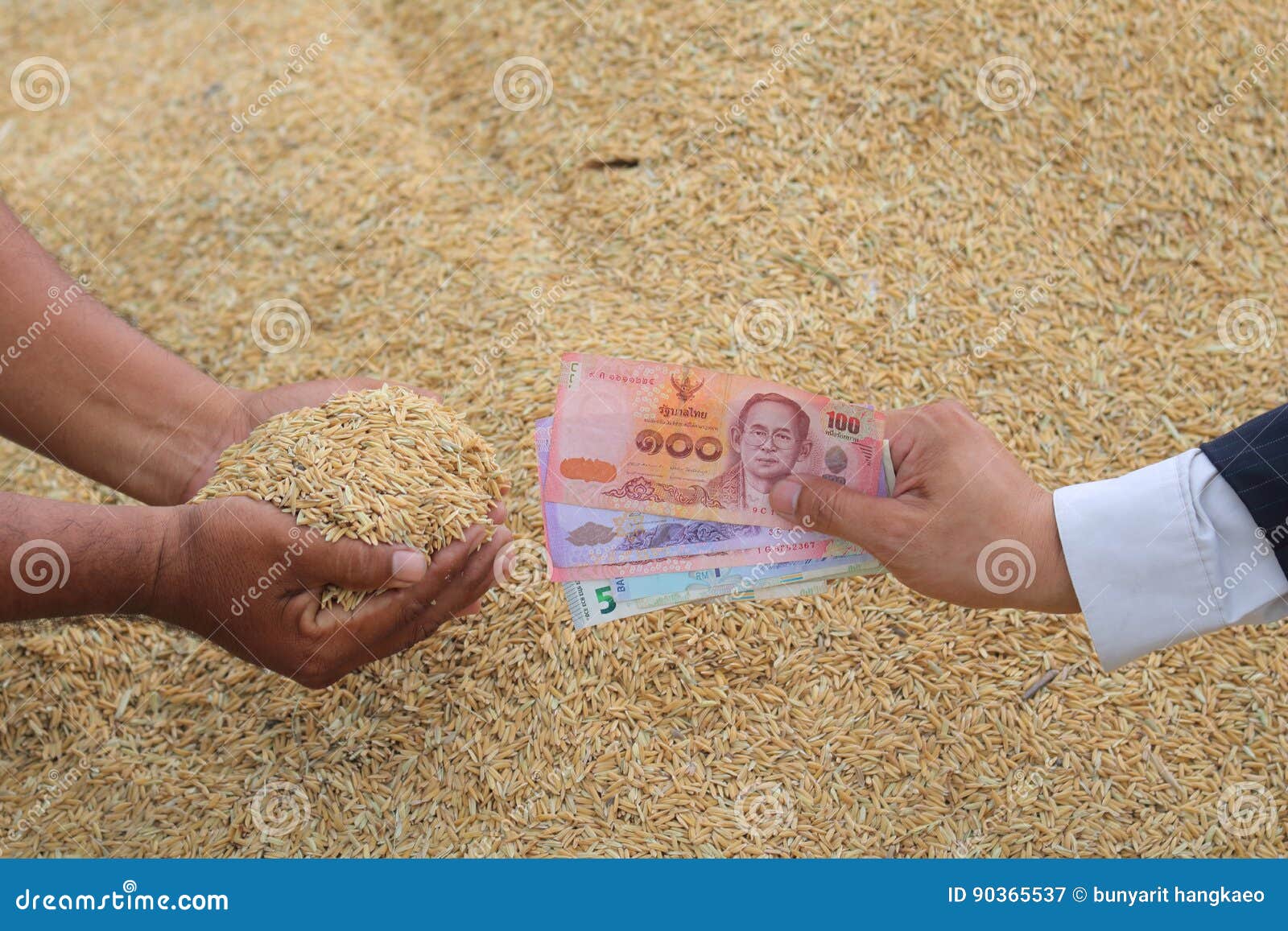 Businessman Buying Rice Grain Stock Image - Image of ingredient, crop ...