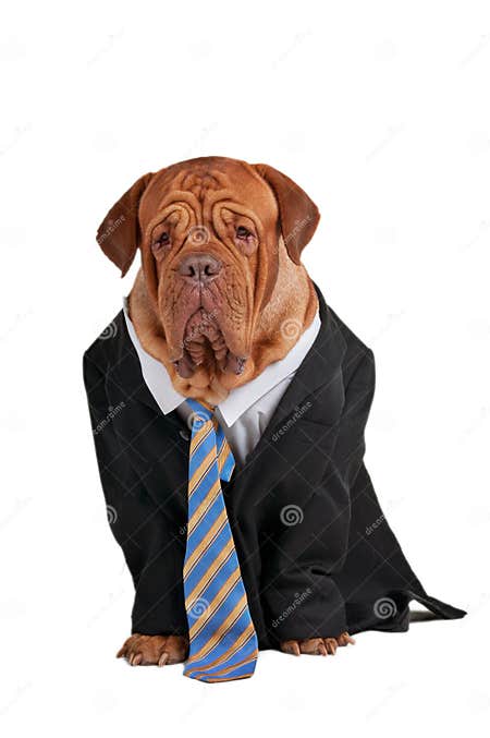 Businessman dog stock image. Image of domestic, official - 21829557