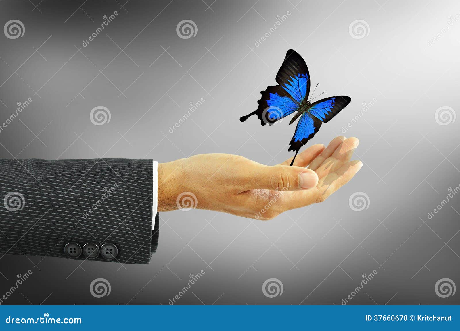Businessman Hand Releasing a Butterfly Stock Photo - Image of concept ...