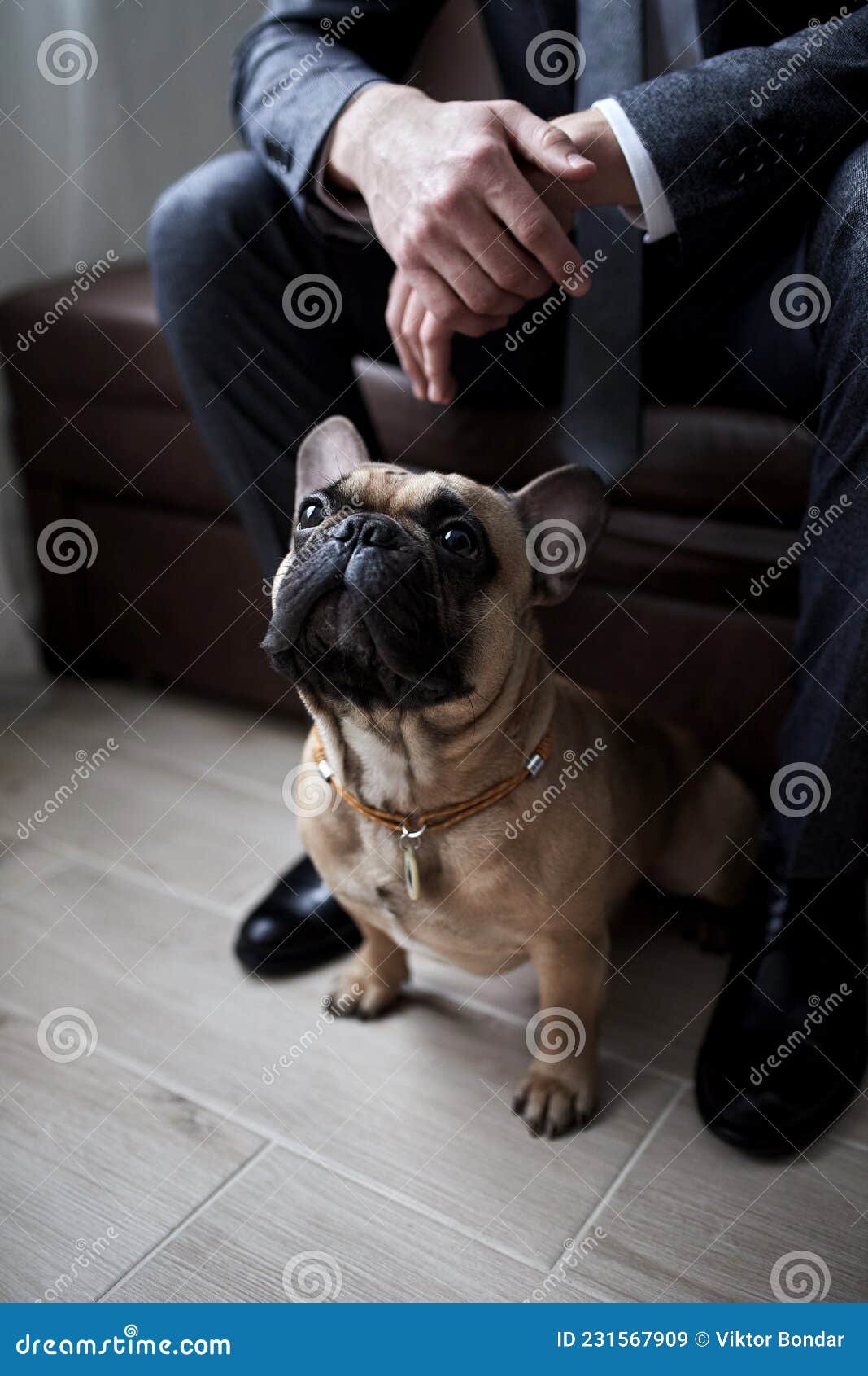 Businessman with His Dog at Home Stock Image - Image of cute, friendly ...