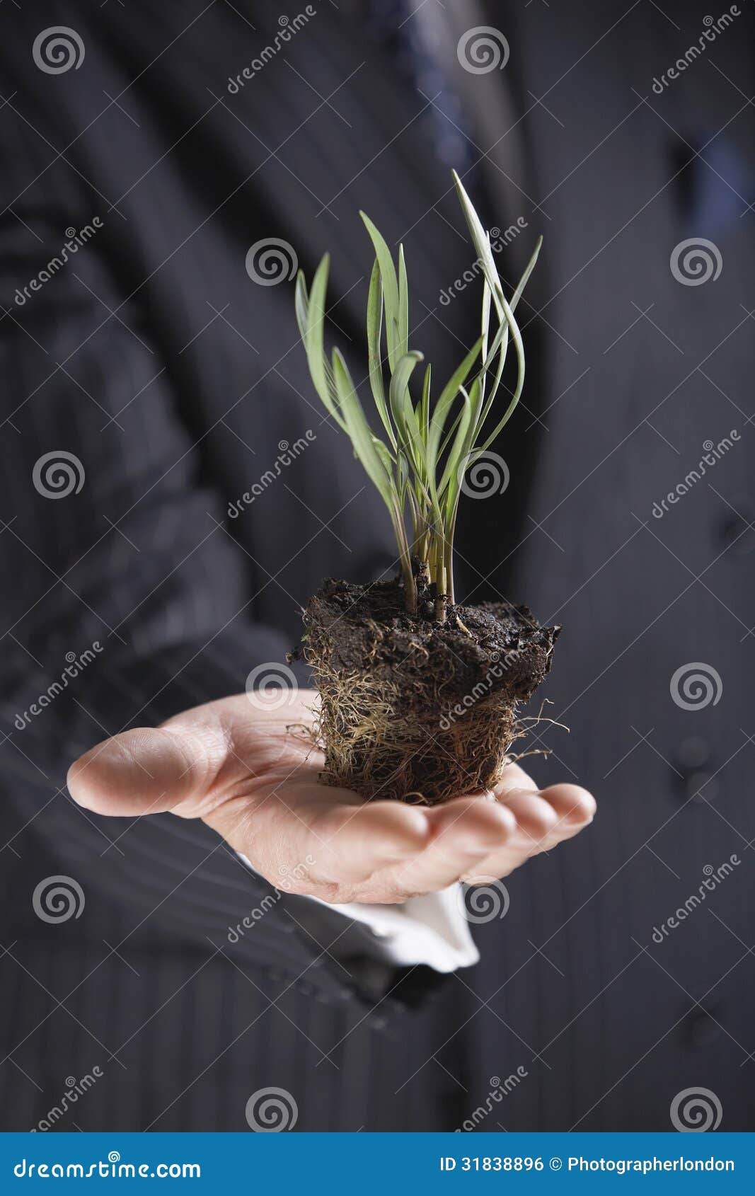 Businessman Holding Plant without Pot Stock Photo - Image of closeup ...