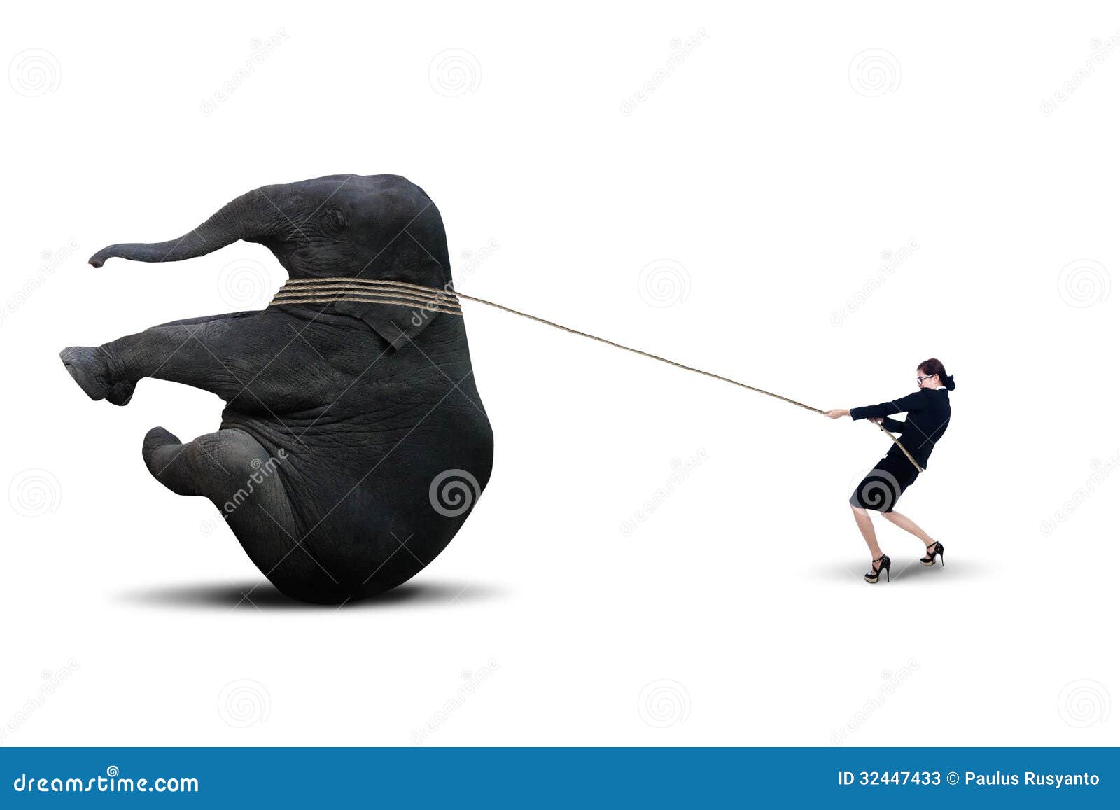 Businesswoman Pulling Elephant on White Stock Image - Image of female ...