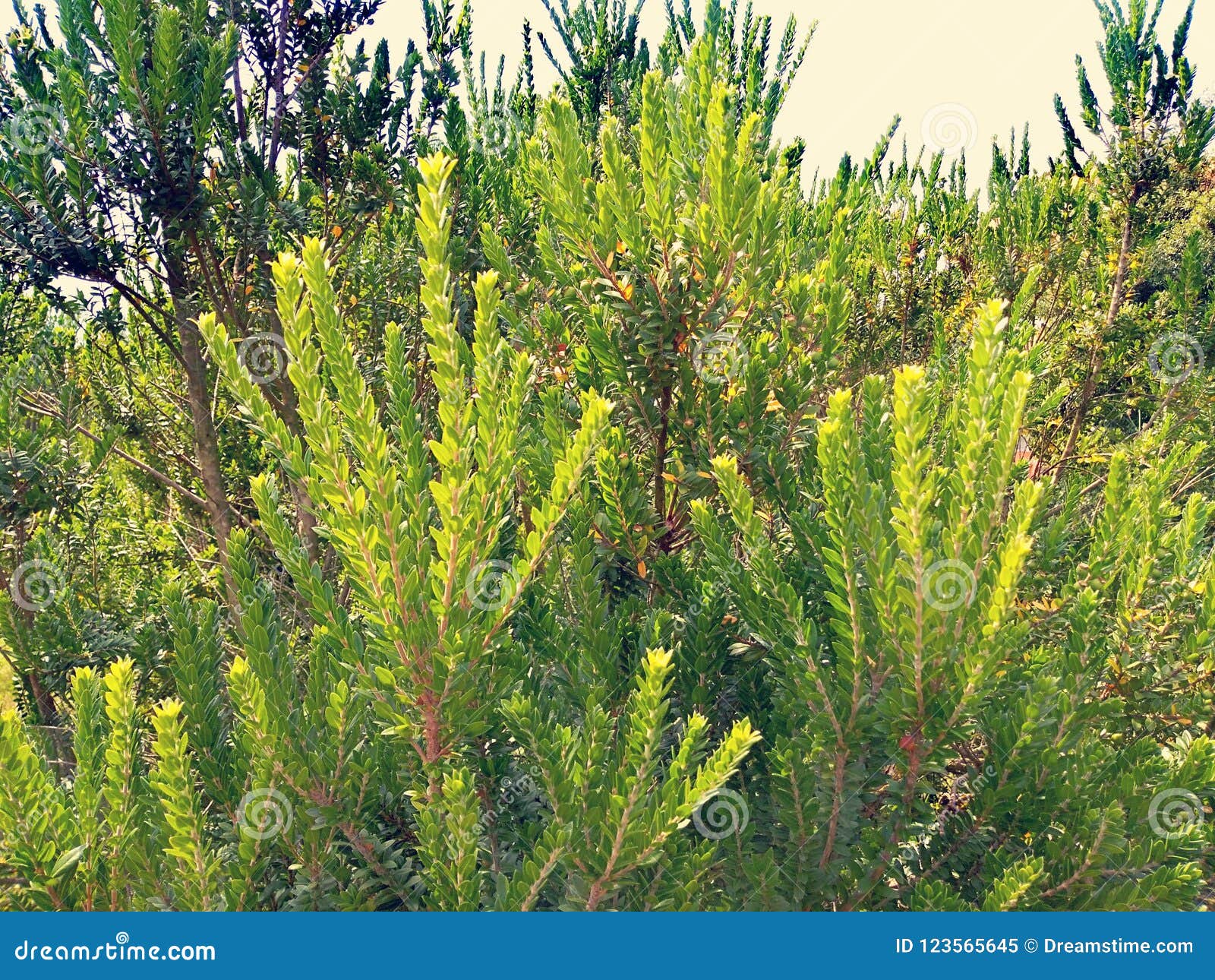Buskar fotografering för bildbyråer. Bild av buskar - 123565645