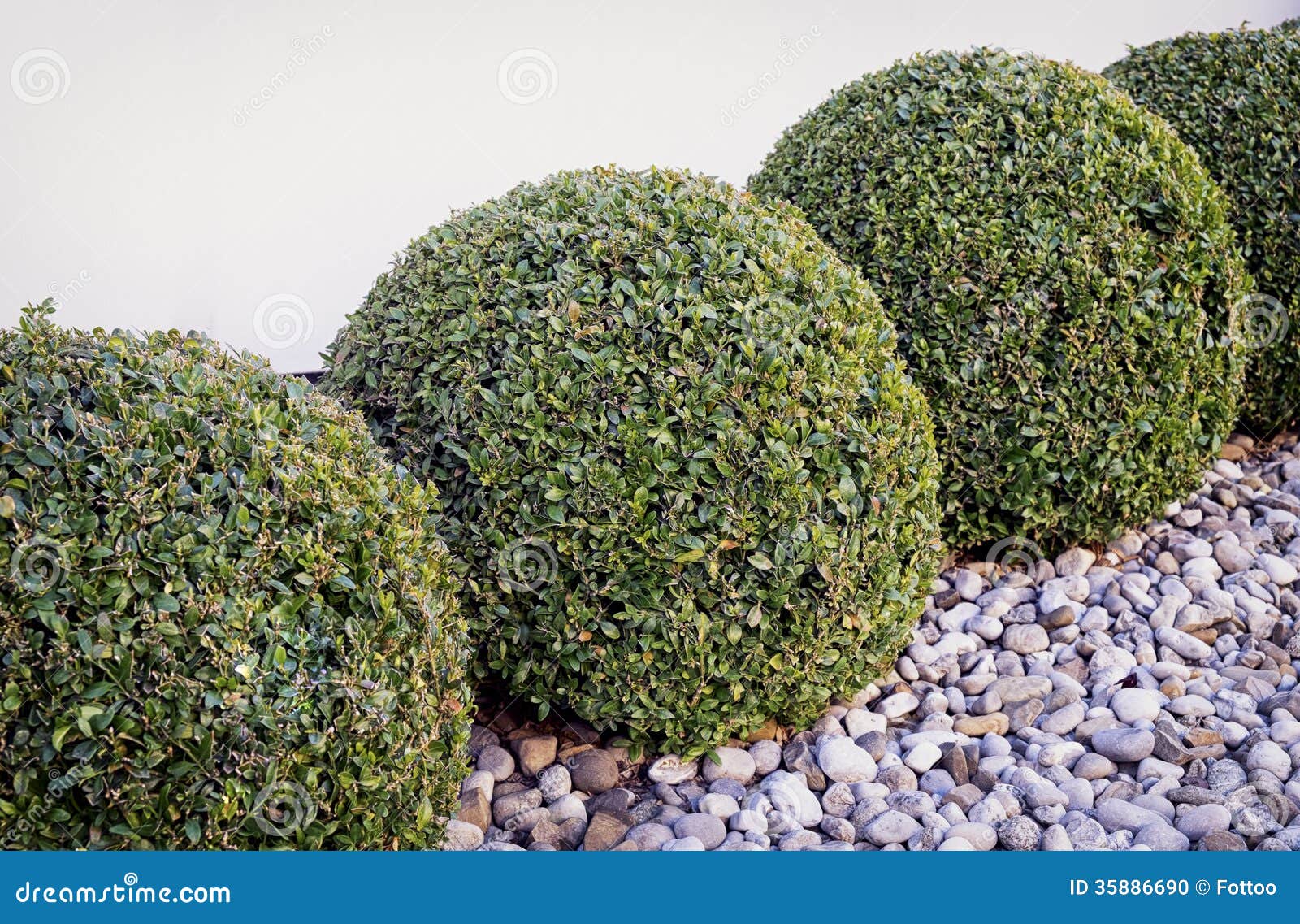 Buskar arkivfoto. Bild av parkera, vintergrön, bostonian - 35886690