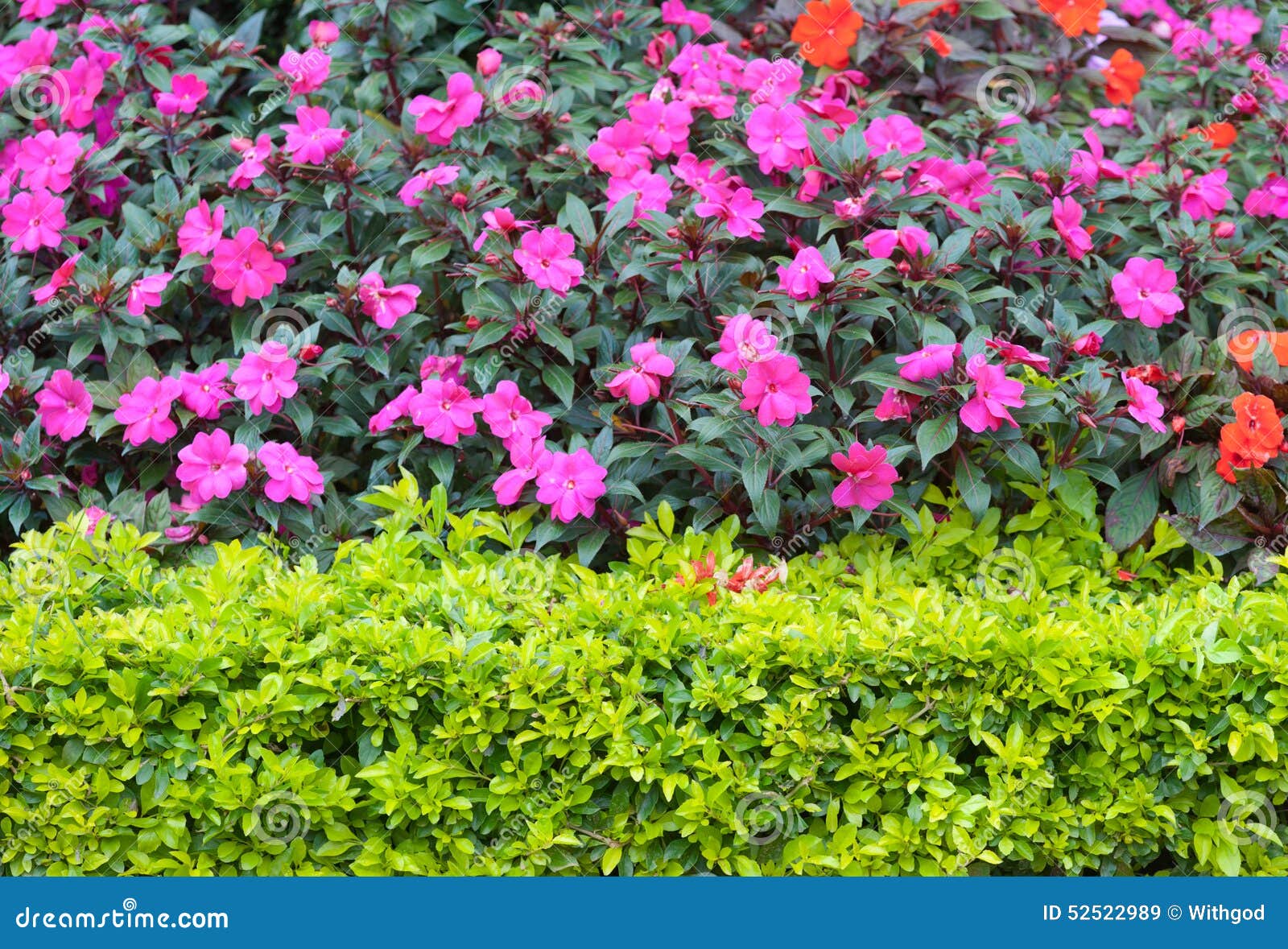 Buskar med rosa blommor fotografering för bildbyråer. Bild av liggande ...
