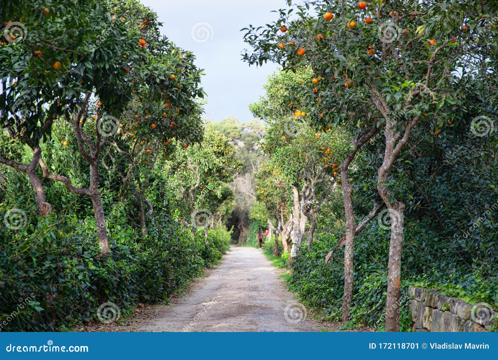 Buskett Gardens, Malta stock image. Image of fortress - 172118701