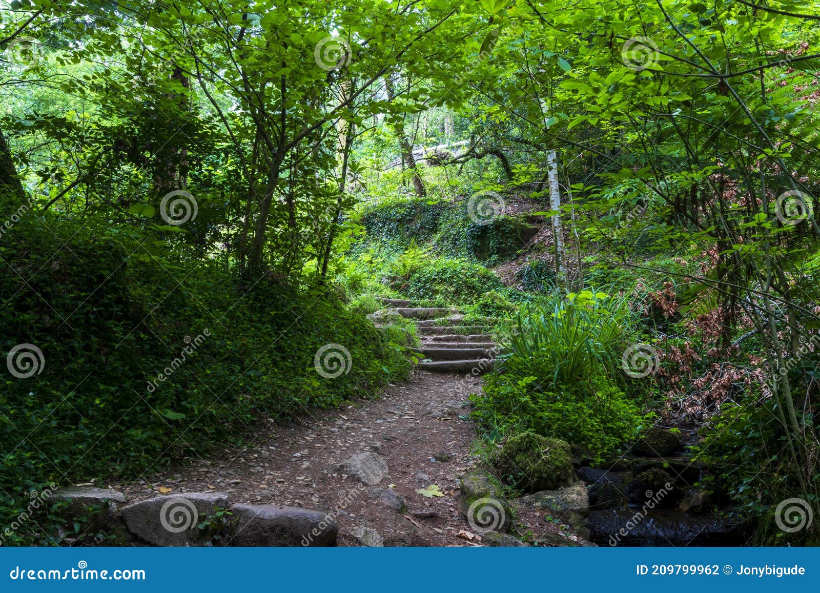Bussaco forest stock photo. Image of biome, portugal - 209799962