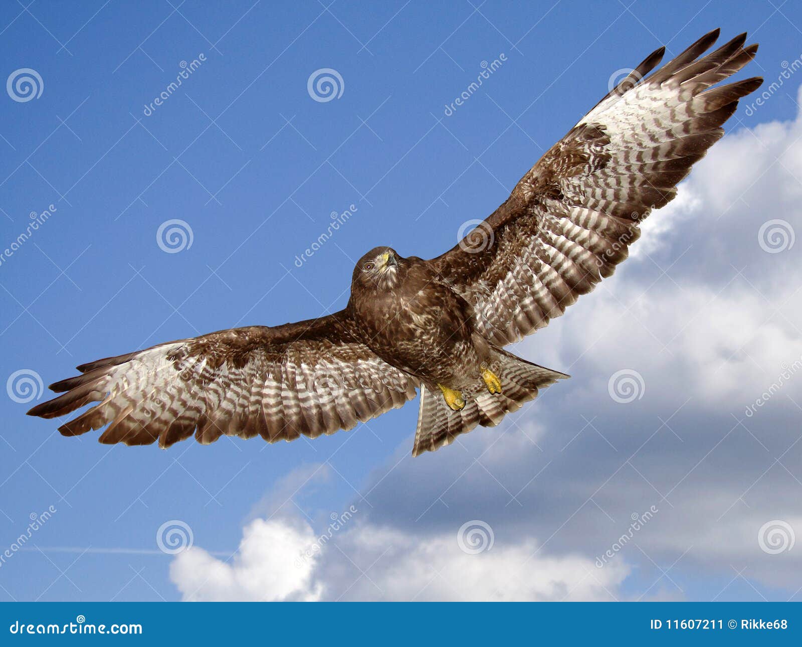 Bussard stockbild. Bild von tier, bussard, falke, gefährdet - 11607211