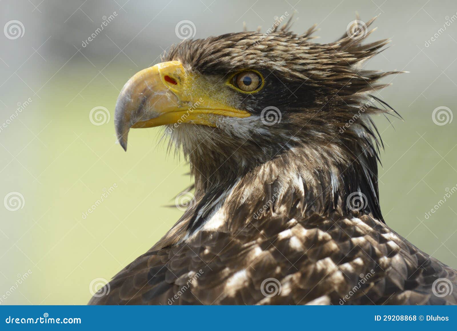Bussard stockfoto. Bild von harris, raubvogel, schnabel - 29208868
