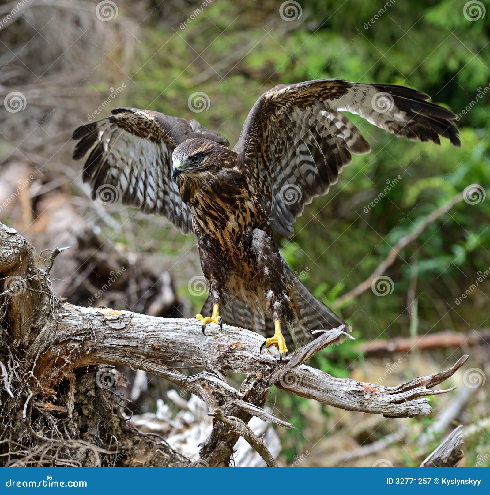 Bussard stockbild. Bild von themen, vögel, fleischfresser - 32771257
