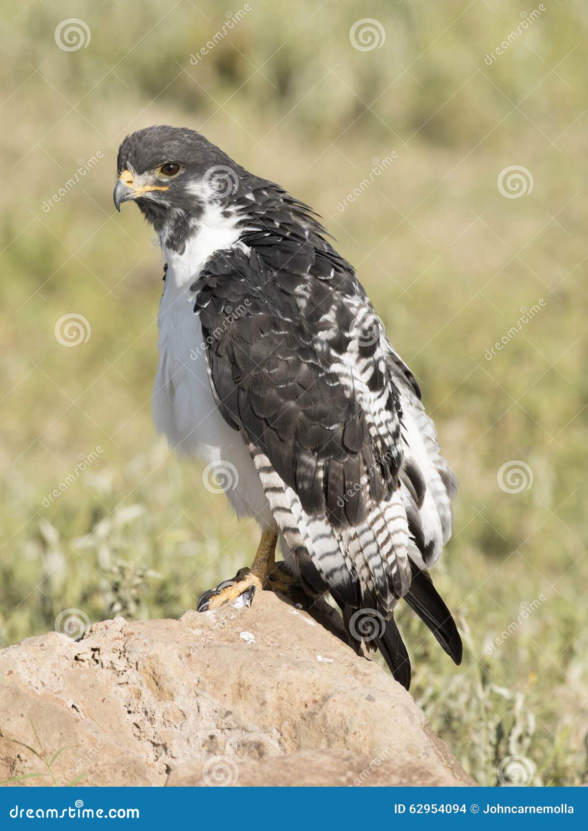 Bussard stockfoto. Bild von augur, park, tansania, krater - 62954094