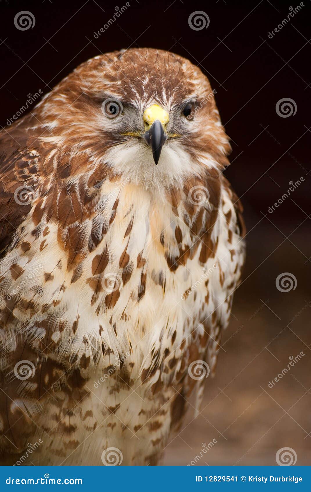 Bussard-Portrait stockbild. Bild von federn, braun, leistungsfähig ...