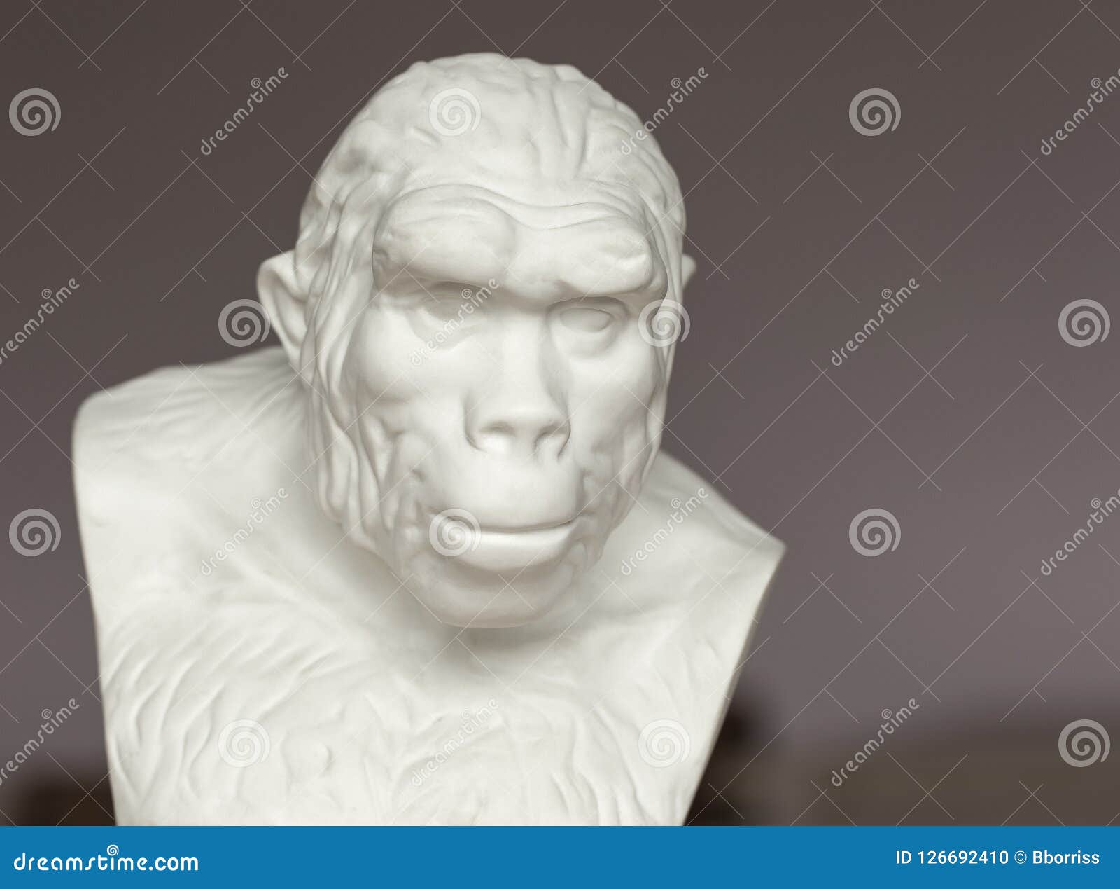 Bust of Pithecanthropus for Study in the Study of Biology in Secondary ...