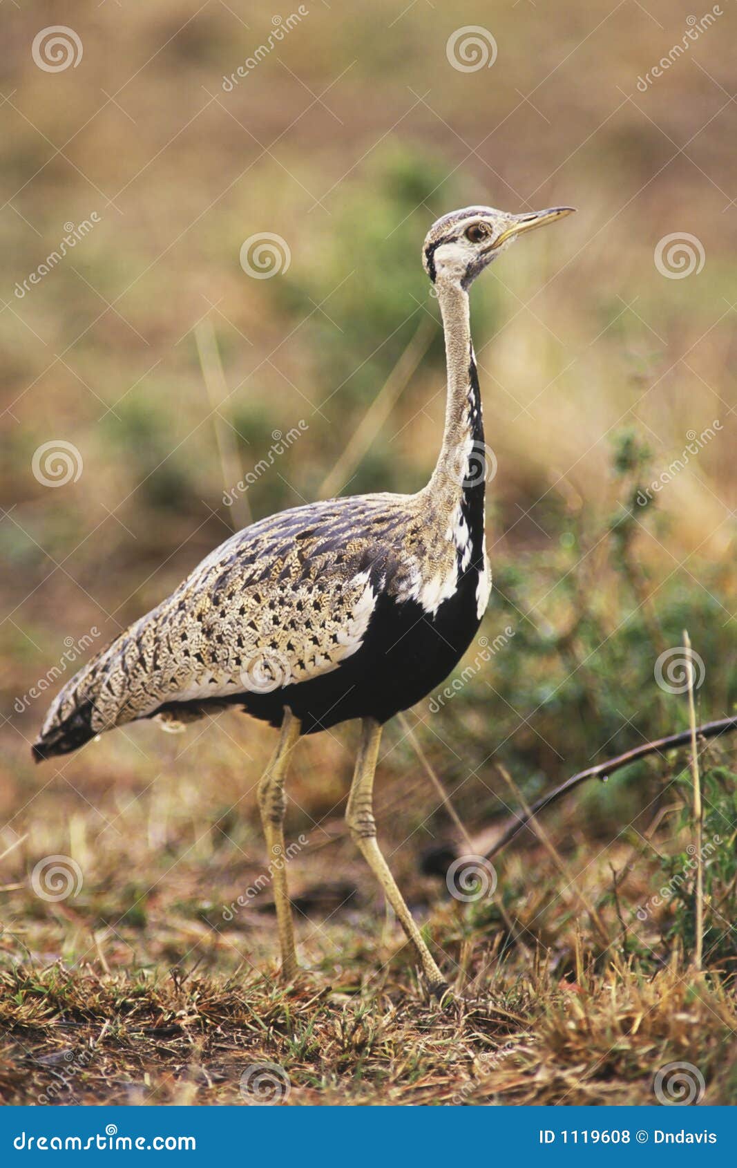 Bustard stock photo. Image of birds, mara, africa, game - 1119608