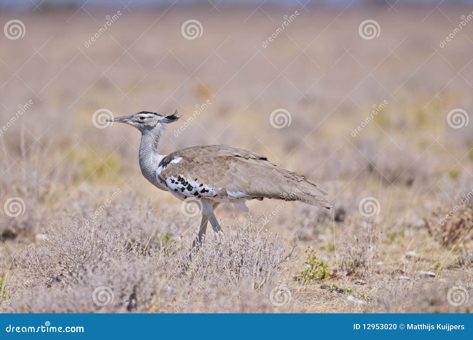Bustard stock photo. Image of savanna, botswana, birds - 12953020