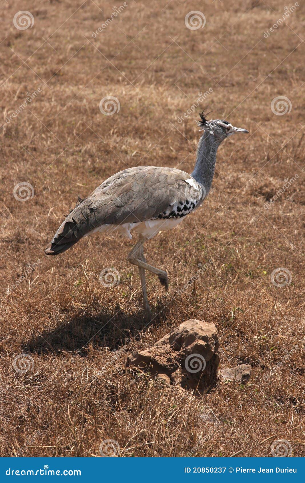 Bustard stock image. Image of africa, masai, nature, bird - 20850237