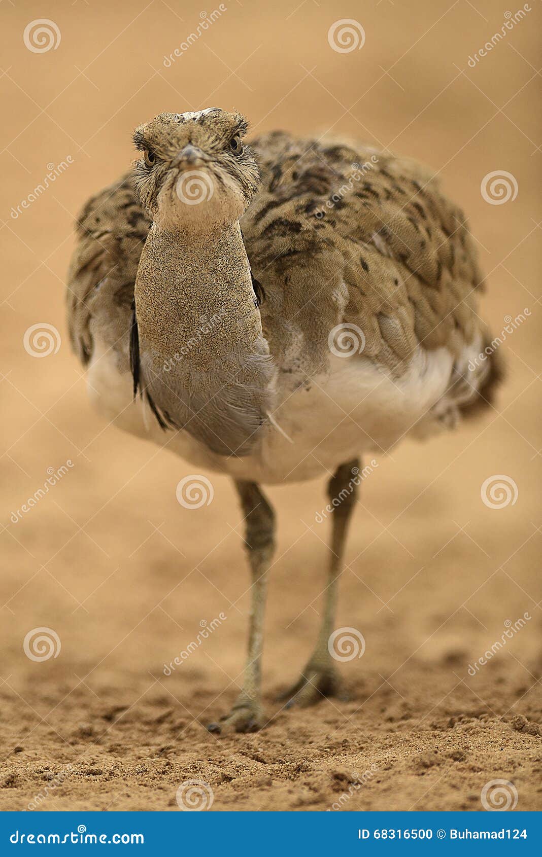 Bustard stock photo. Image of bird, wildlife, animal - 68316500