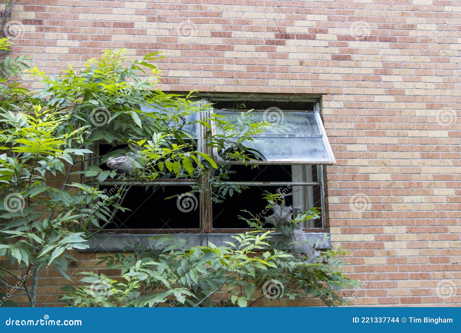 Busted Windows of Abandoned Building Stock Photo - Image of tree, ruin ...