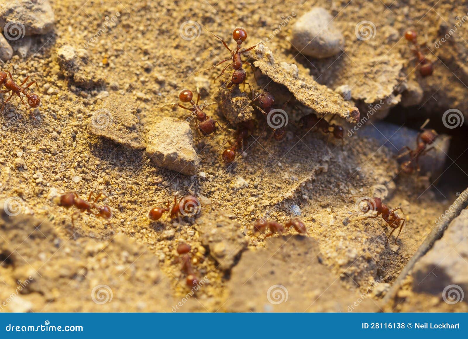 Busy Ants stock photo. Image of bugs, sting, digging - 28116138
