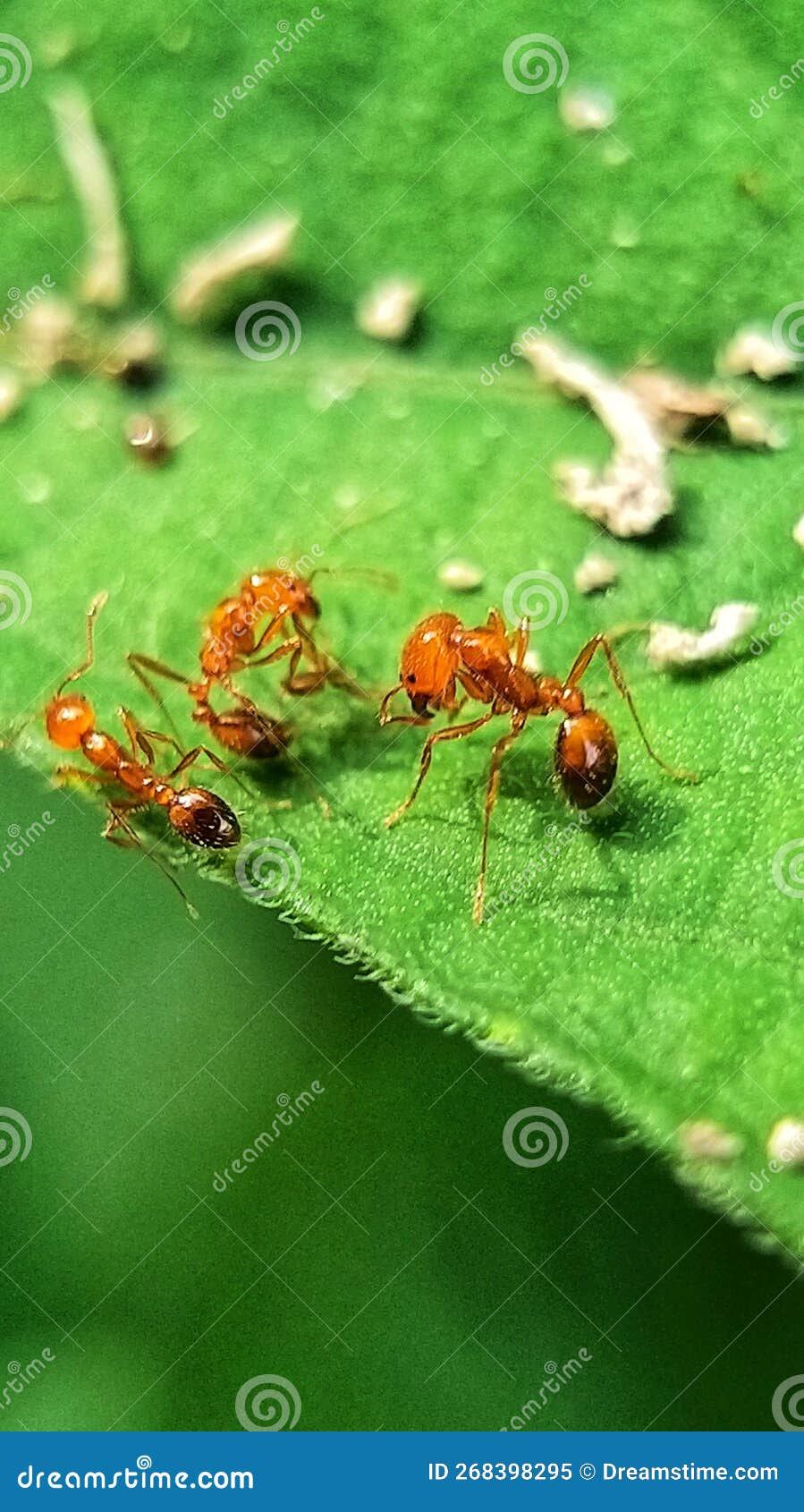 The Busy Ants on the Green Leaf Stock Image - Image of insect, busy ...