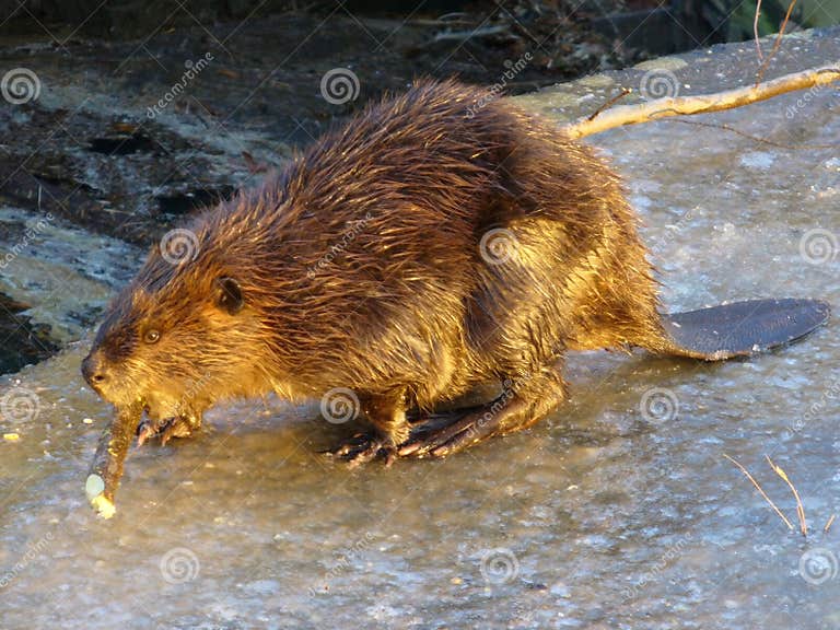 Busy as a Beaver stock photo. Image of nature, beaver, worker - 402448