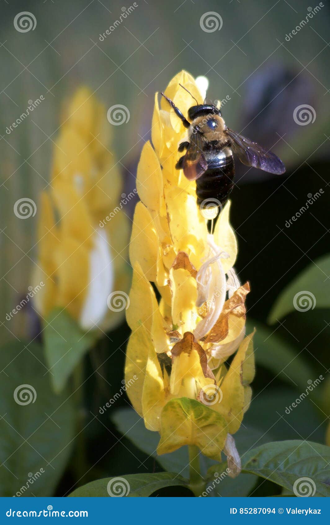 Busy as a bee stock photo. Image of nature, busy, work - 85287094