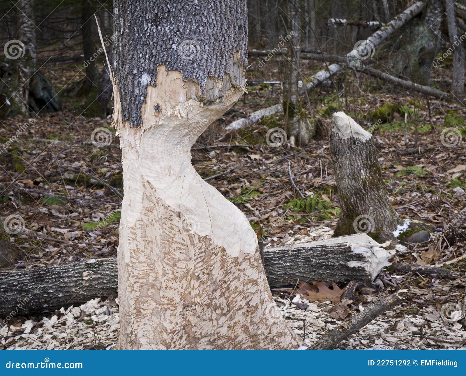 Busy Beavers stock photo. Image of damage, fell, busy - 22751292