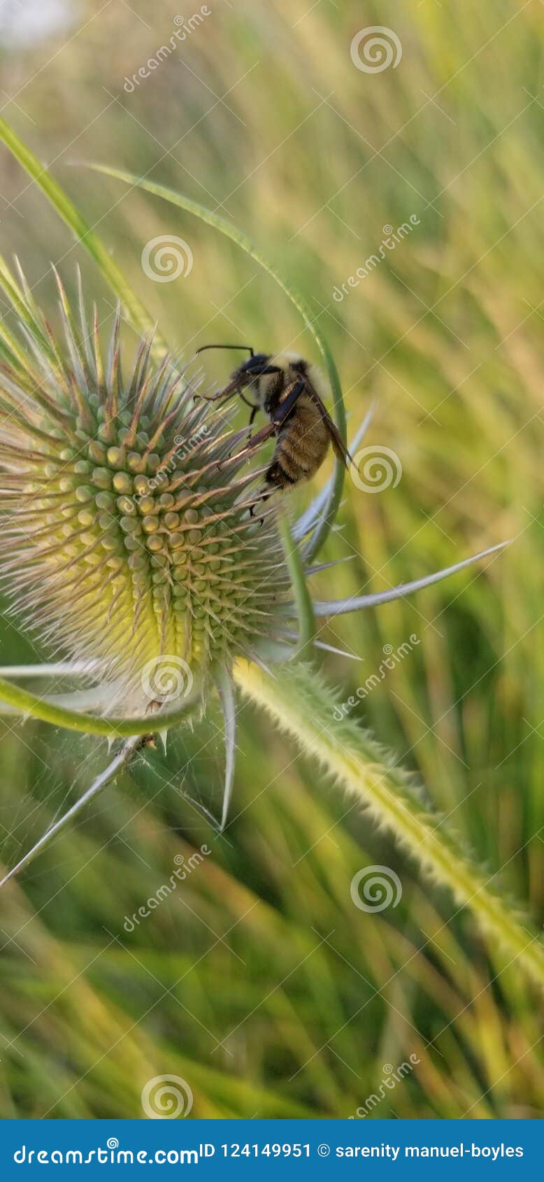 Busy bee stock image. Image of stinging, colors, nettle - 124149951