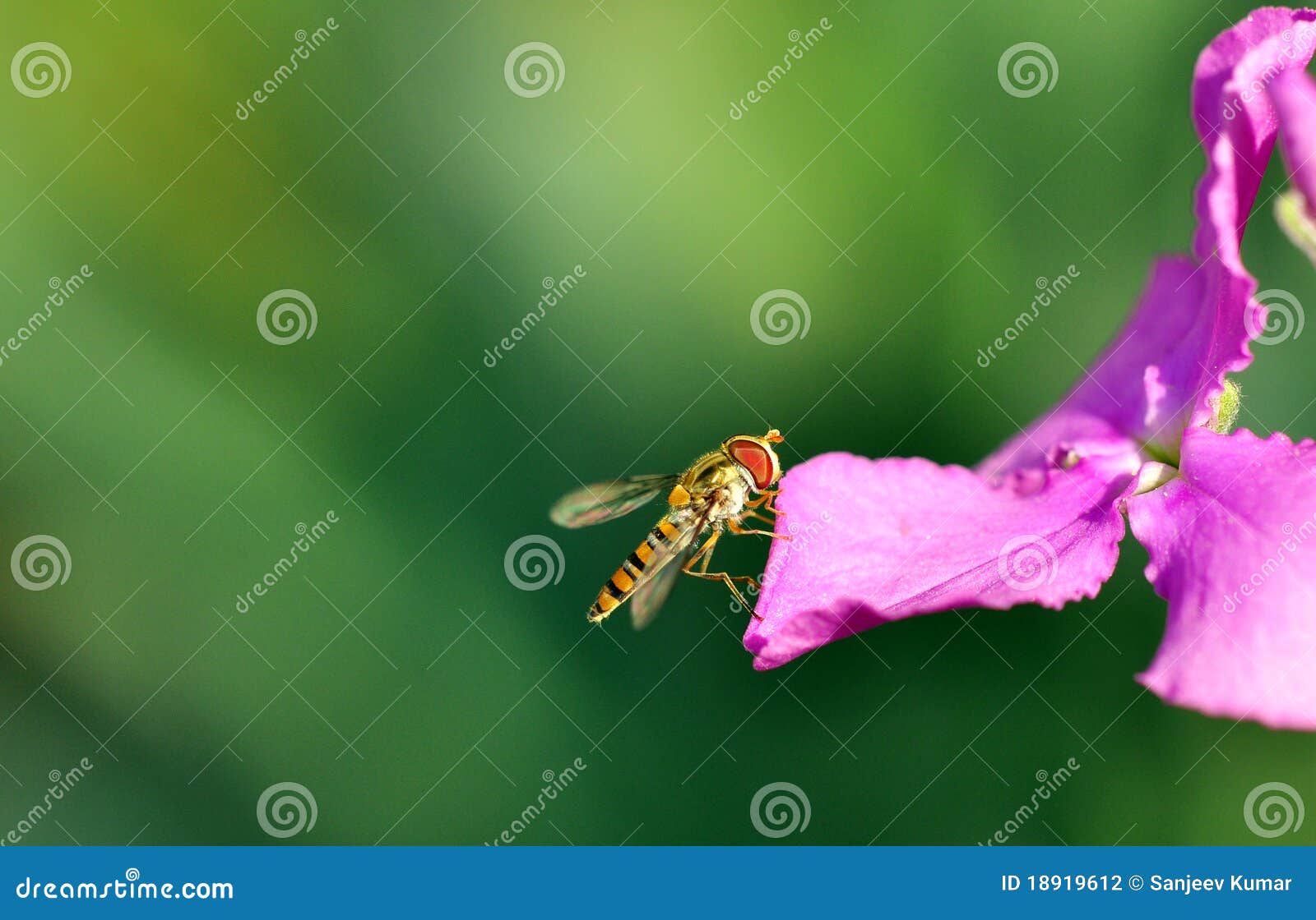Busy bee stock photo. Image of beauty, wildlife, cute - 18919612
