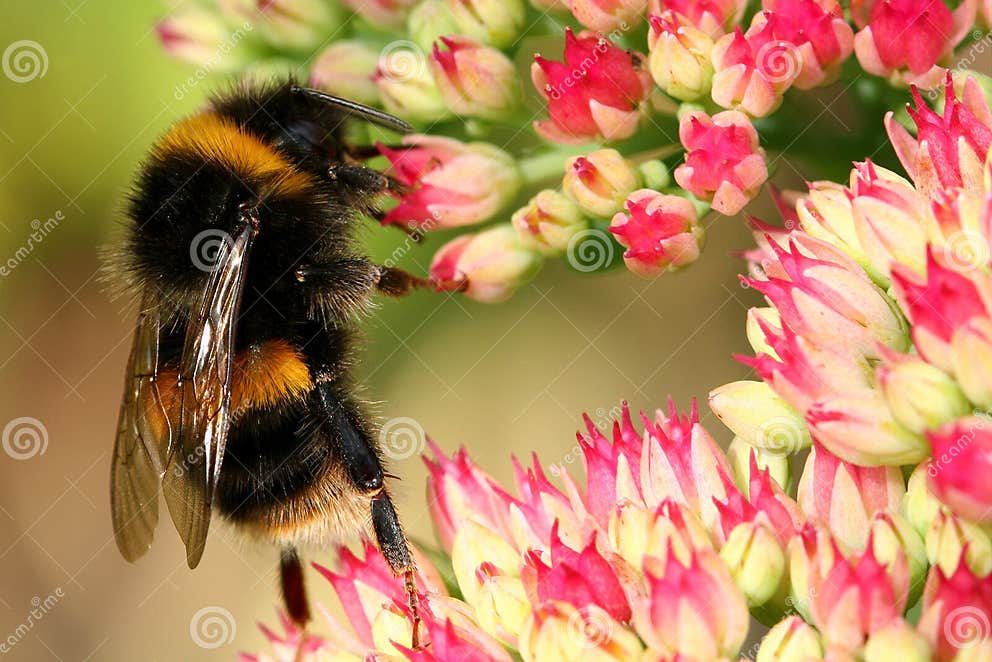 Busy Bee stock image. Image of iridescence, iridescent - 290013