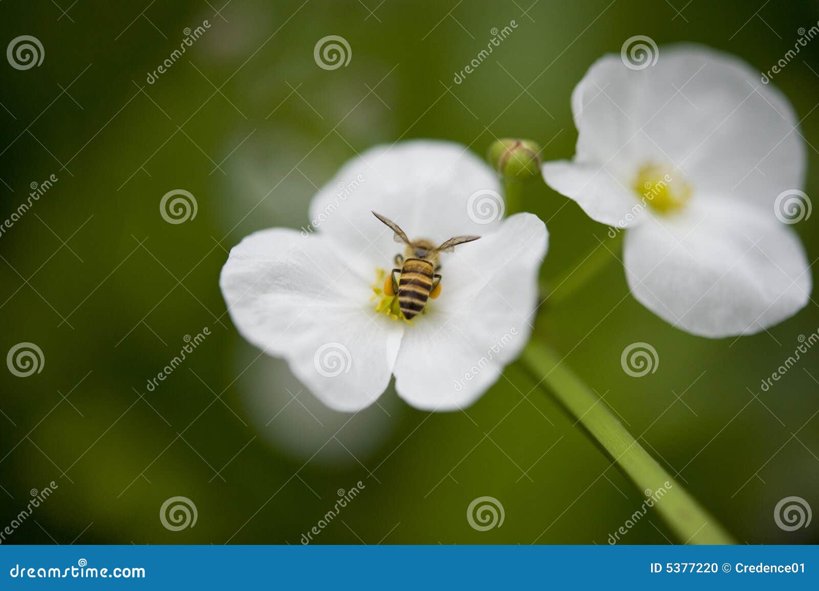 Busy bee stock photo. Image of floral, flower, flora, busy - 5377220