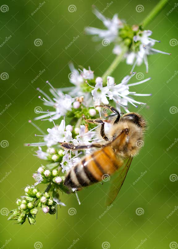 Busy bee stock photo. Image of honey, flying, insects - 5965828
