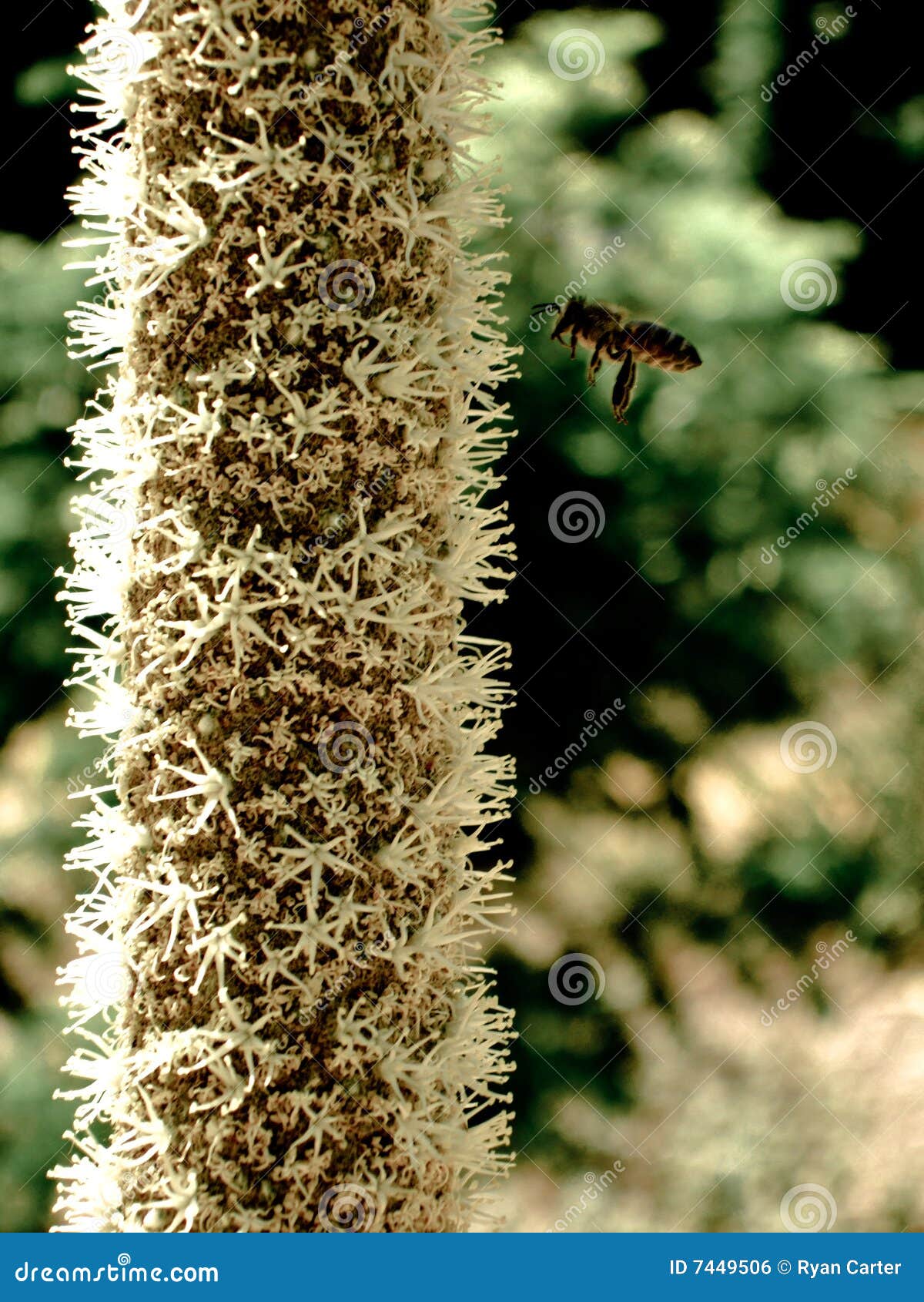Busy Bee stock photo. Image of nature, honeyed, close - 7449506