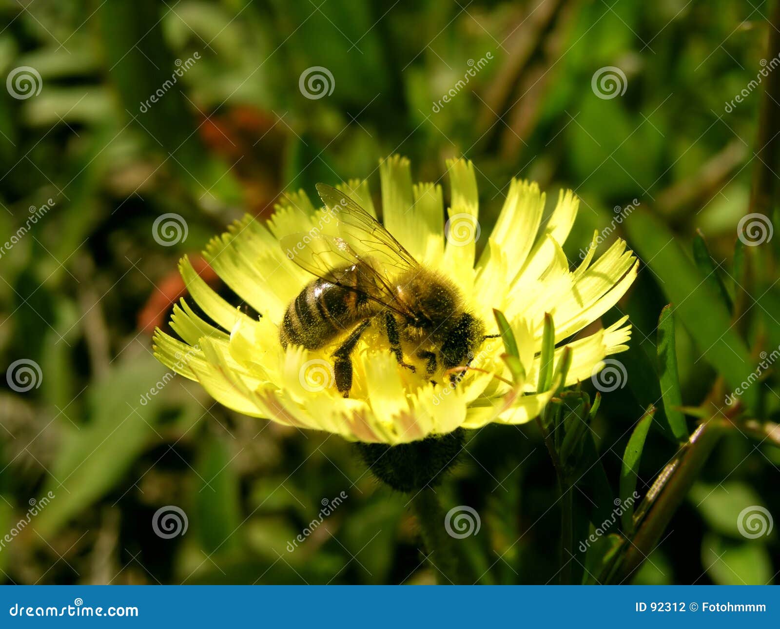 Busy bee stock photo. Image of hungry, eating, summer, close - 92312