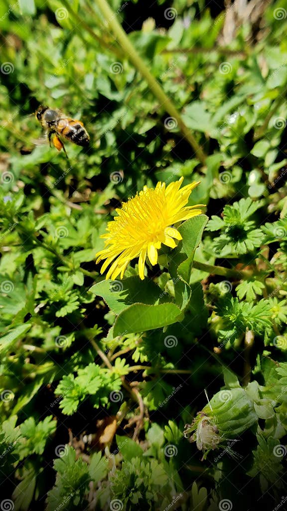 Busy bee buzzing stock photo. Image of insects, leaf - 179097252