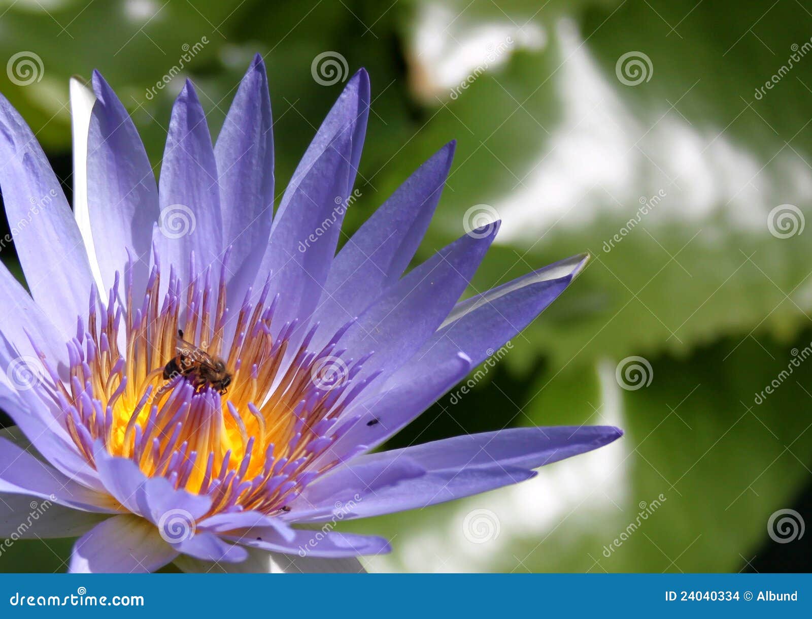 Busy Bee on a Lotus Flower stock photo. Image of blossom - 24040334