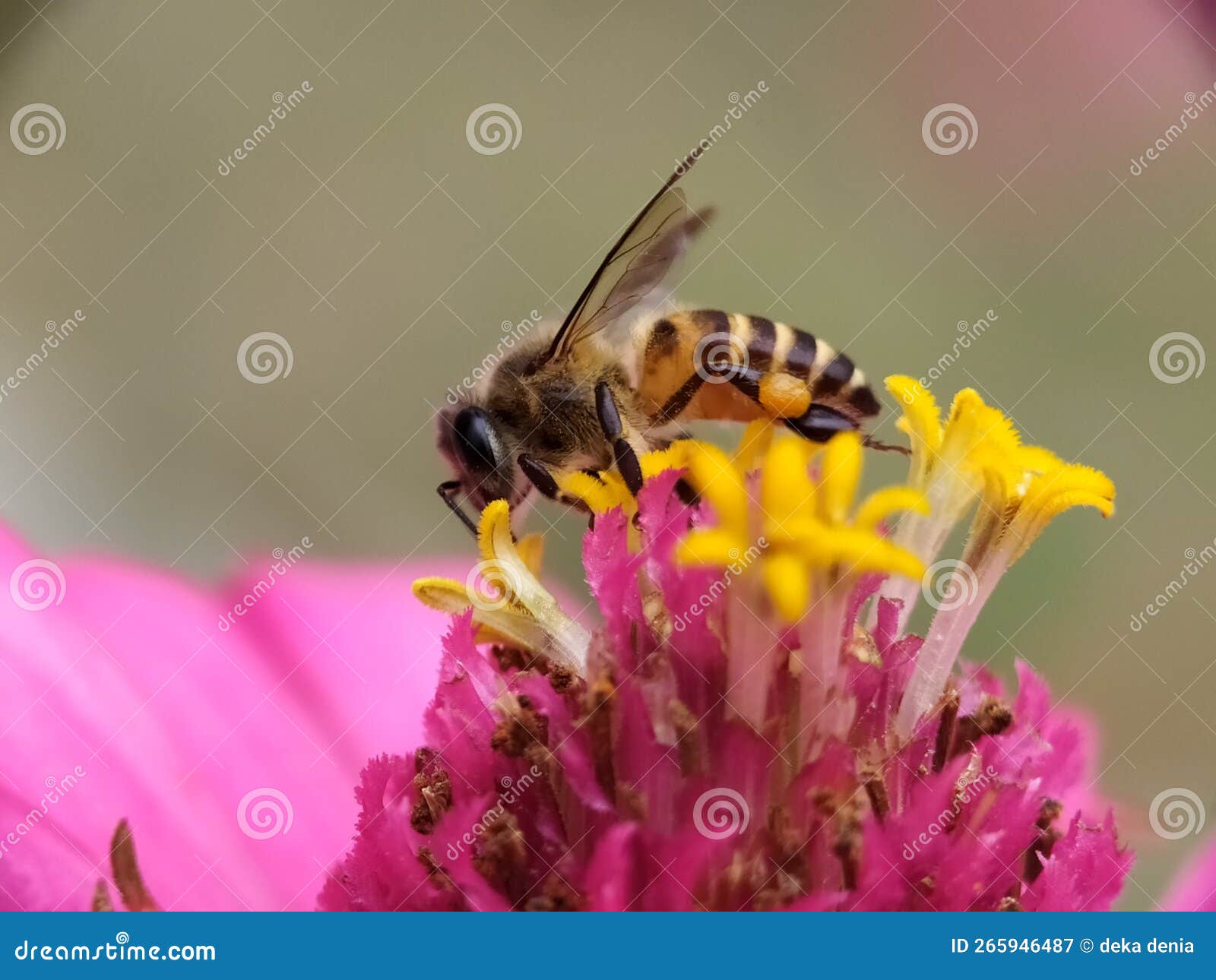 Busy bee fly on flower stock image. Image of wildflower - 265946487