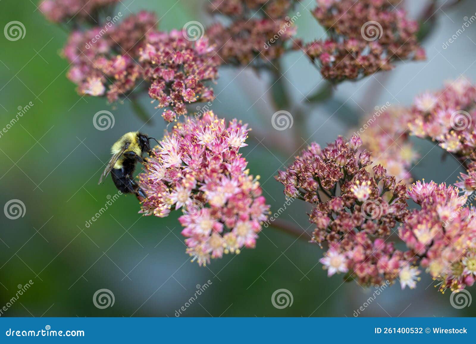 Busy Bee among Pink Flowers Stock Photo - Image of pink, flowers: 261400532