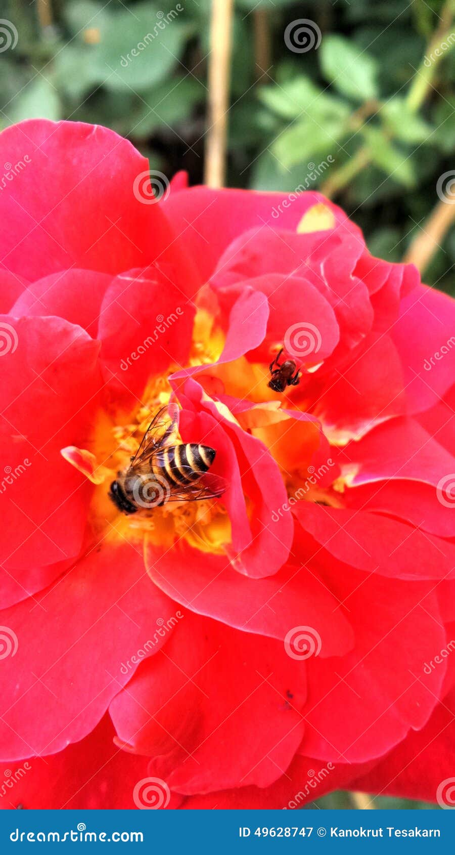 Busy bee in red rose stock image. Image of nature, worlds - 49628747