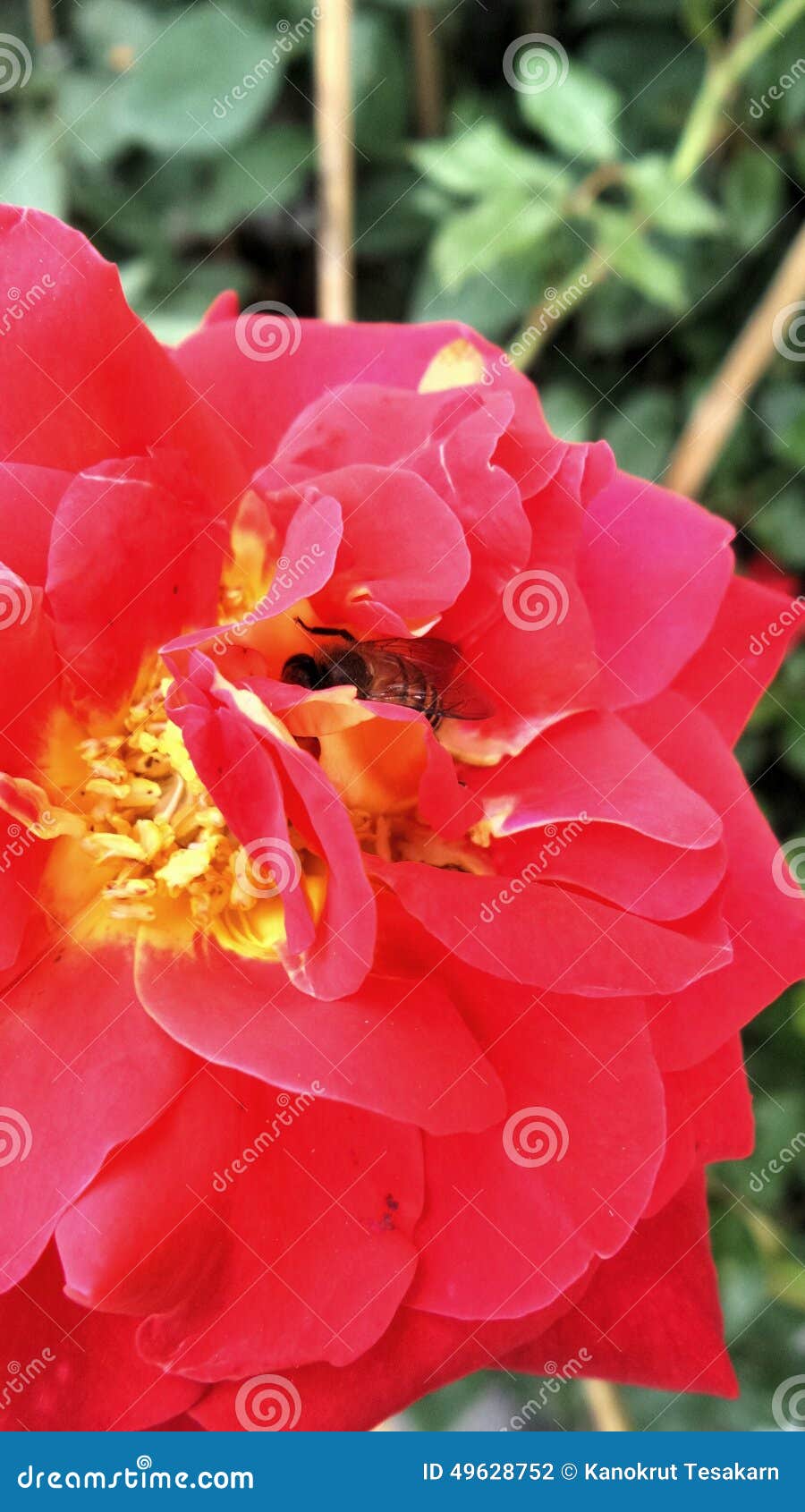 Busy bee in red rose stock photo. Image of busy, nature - 49628752
