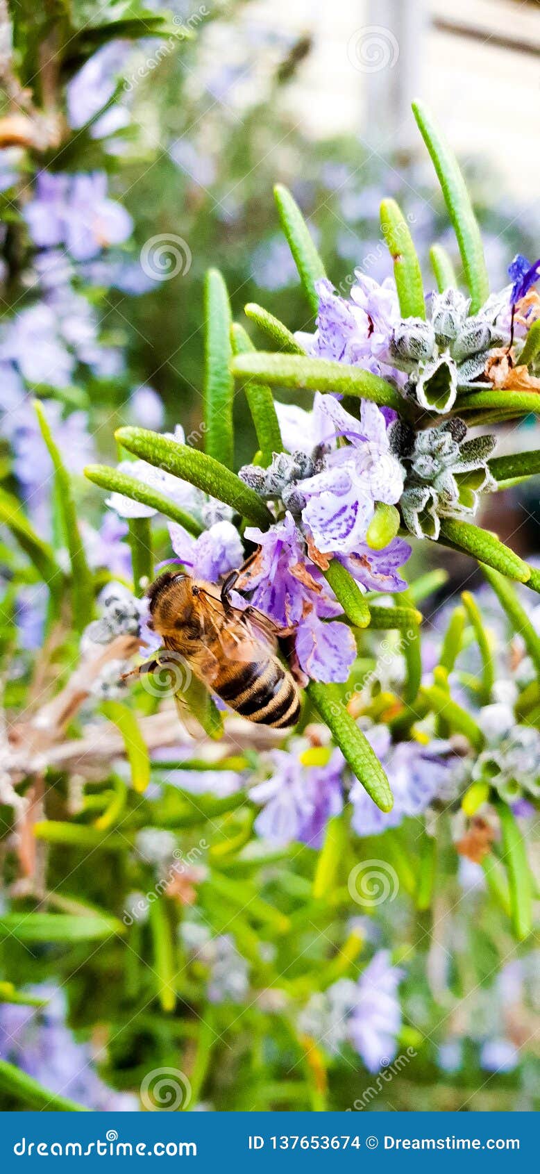 Busy bee stock photo. Image of plants, searching, busy - 137653674