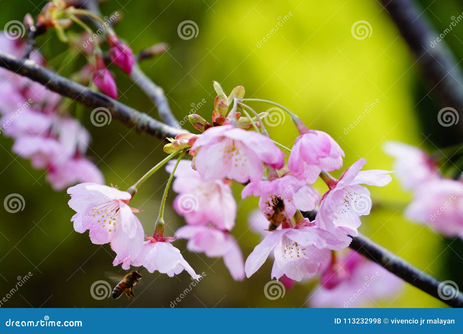 Busy bee on spring stock photo. Image of polenating - 113232998