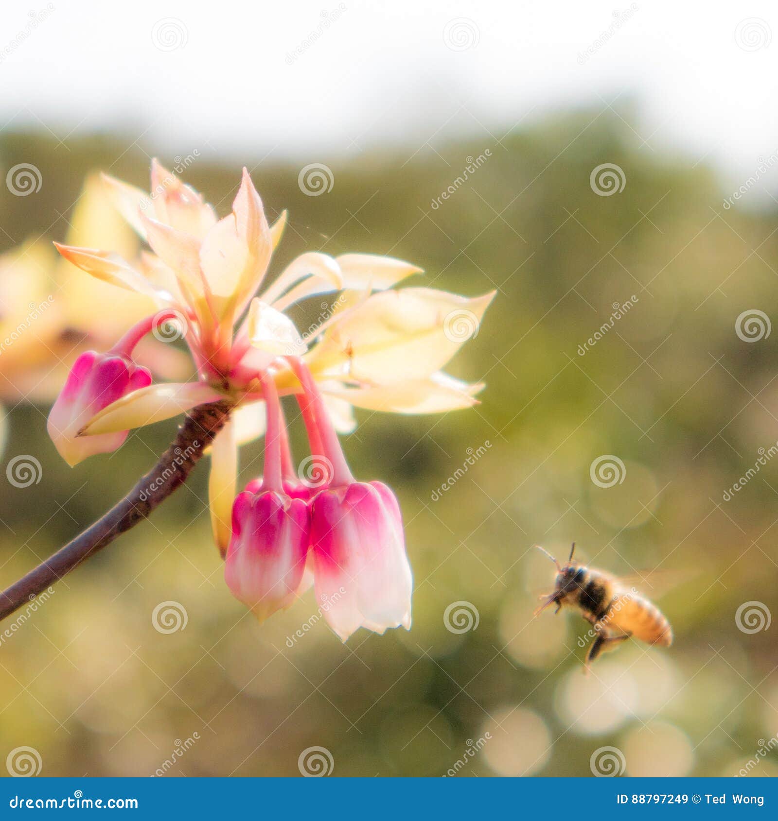 Busy Bee stock image. Image of time, insect, spring, busy - 88797249