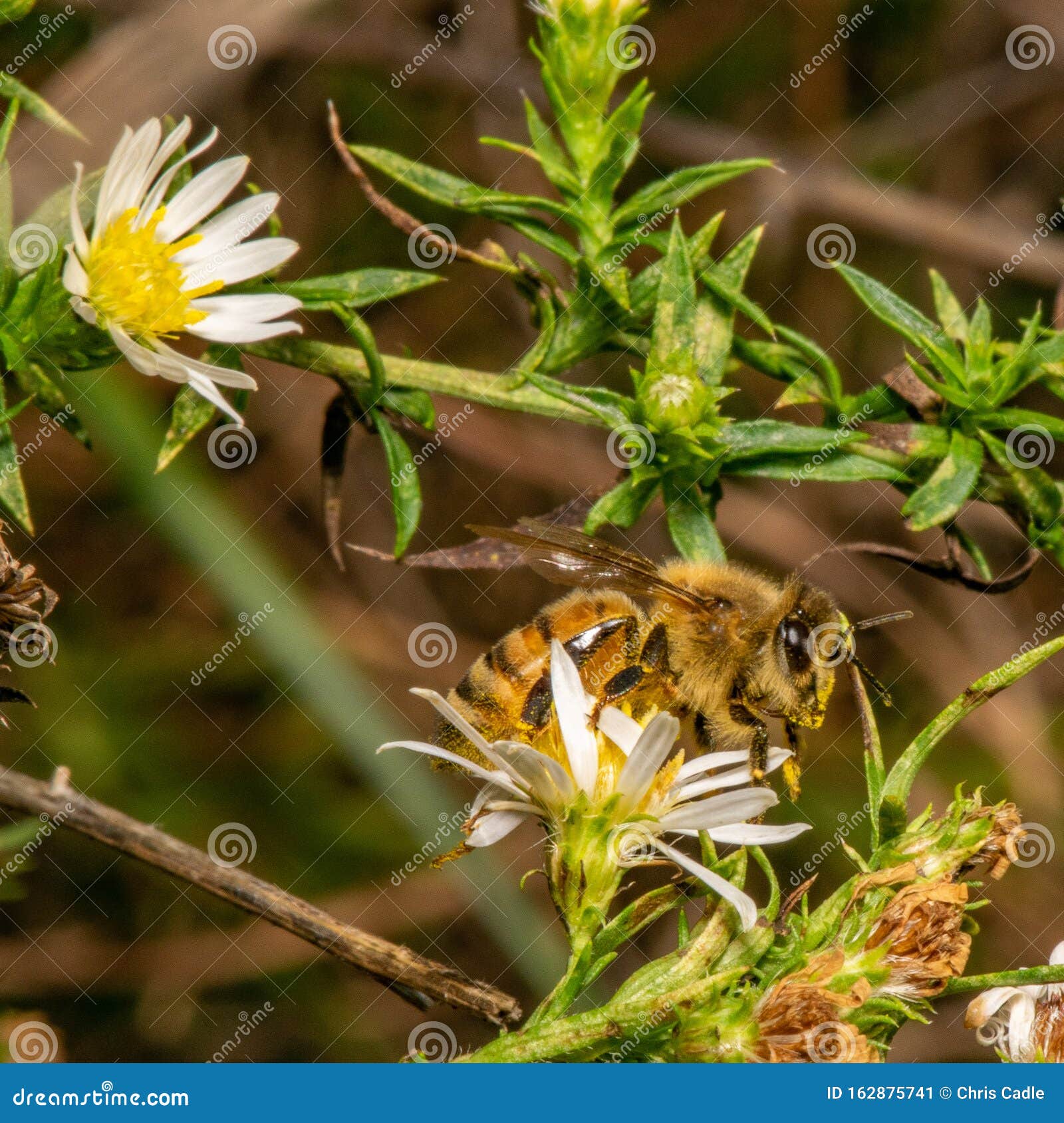 A busy bee at work stock image. Image of fall, work - 162875741