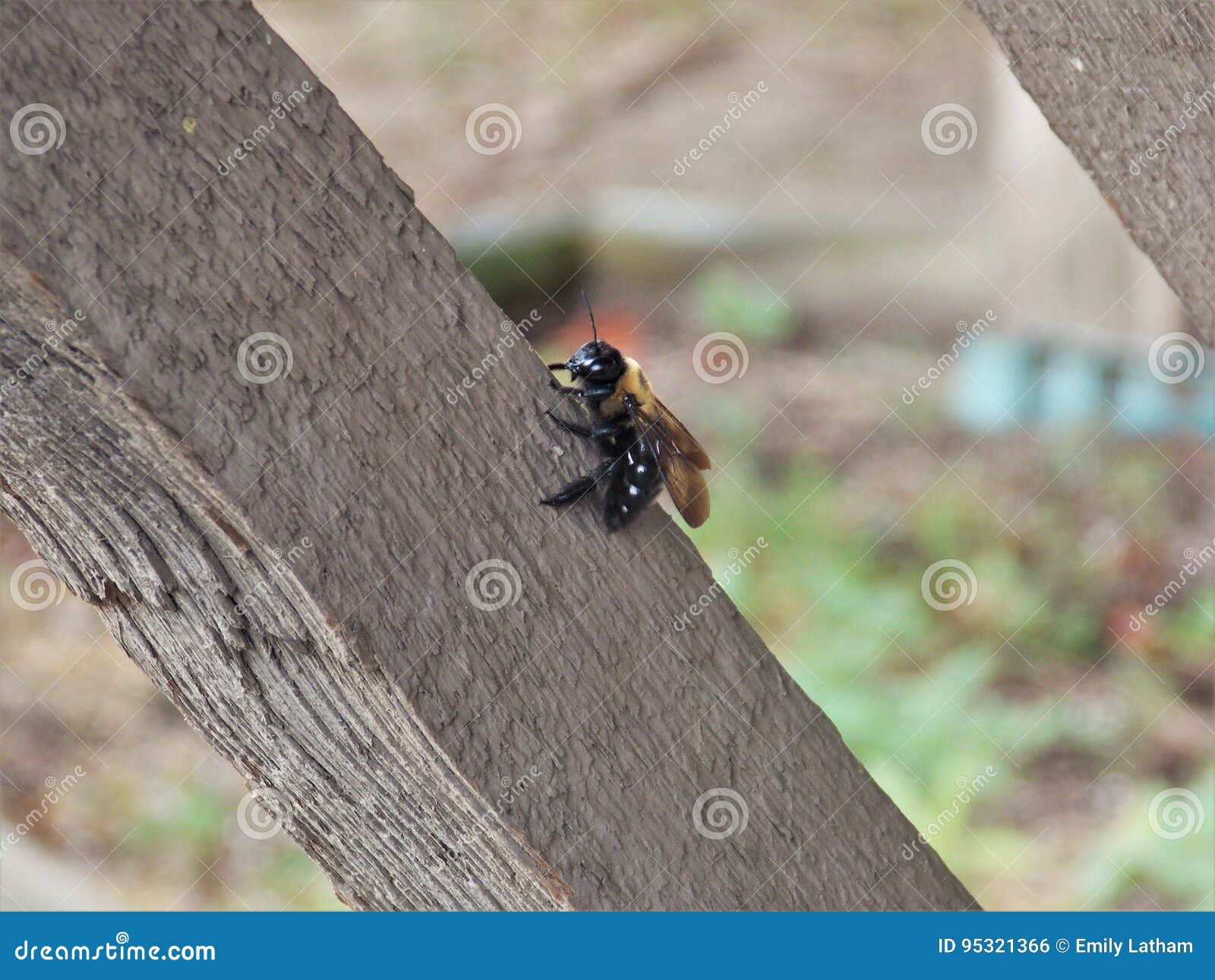 Busy Bee stock photo. Image of insect, yellow, wing, closeup - 95321366