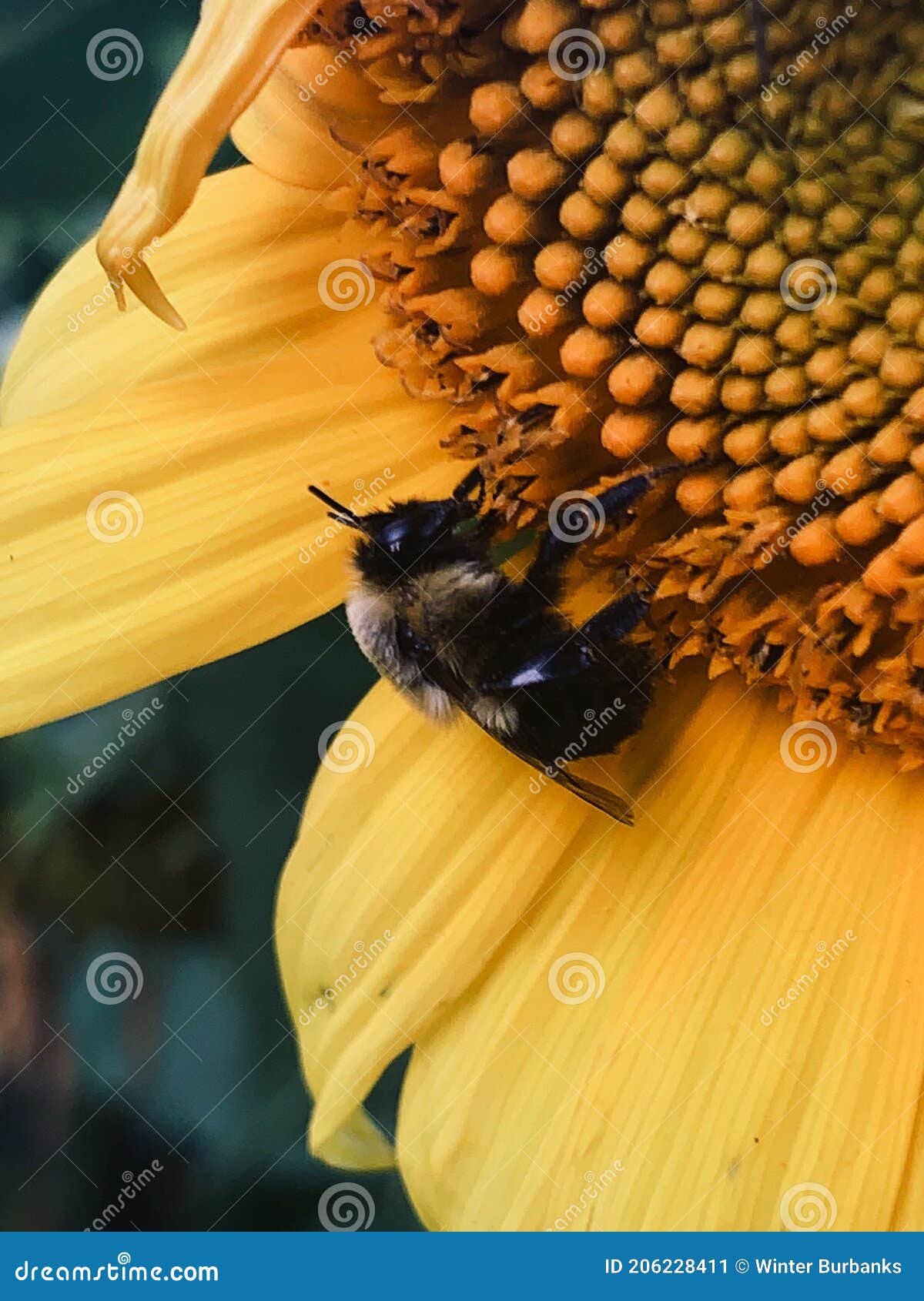 Busy bee stock image. Image of sunflower, busy, working - 206228411